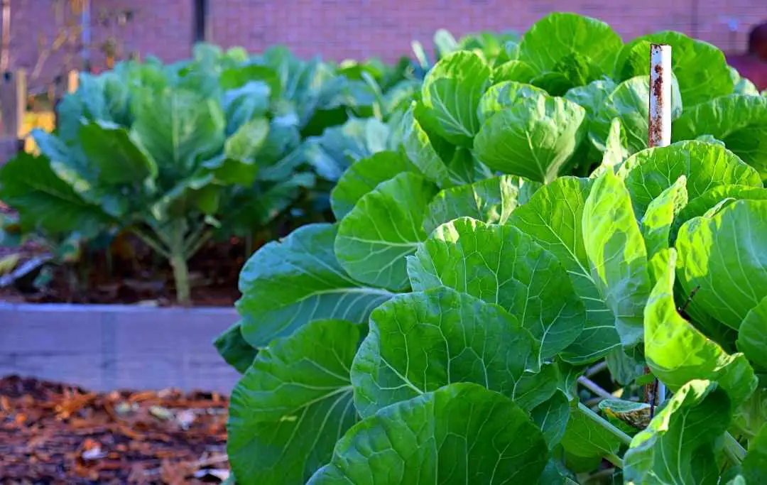 Growing Collard Greens From Seed – Slick Garden
