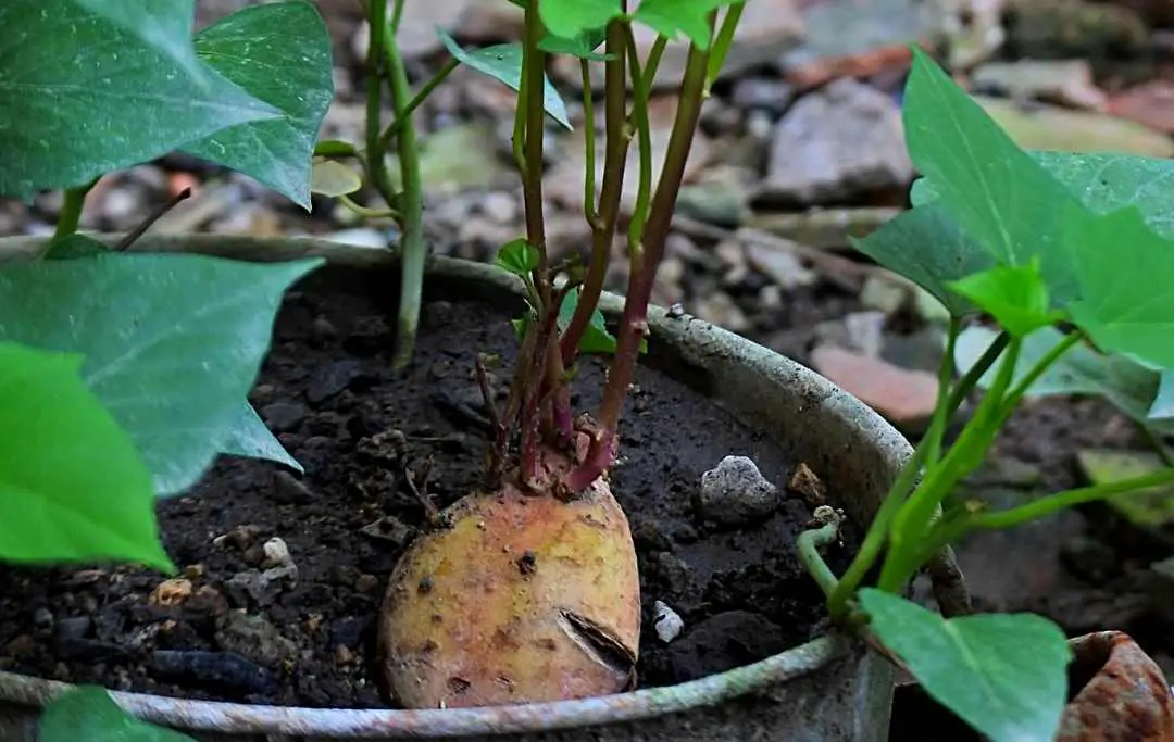Grow Sweet Potatoes In Containers – Slick Garden