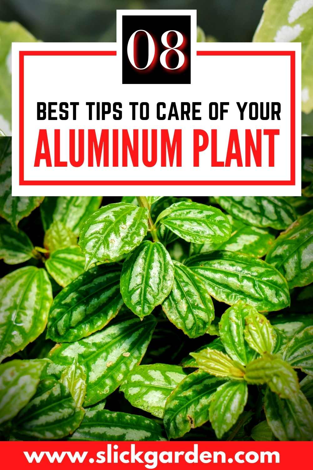 How To Grow Aluminum Plant? – Slick Garden