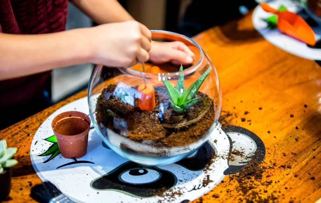 How To Make A Succulent Terrarium? Step By Step Guide – Slick Garden