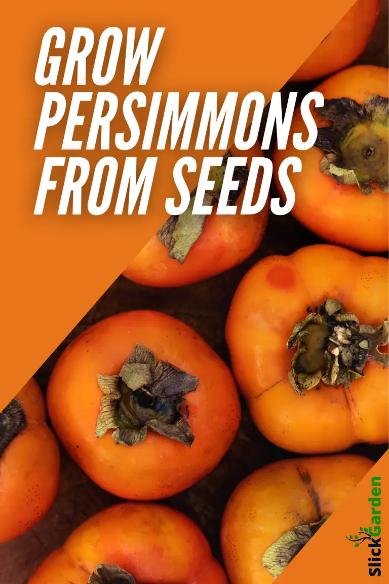 How To Grow Persimmons From Seed? – Slick Garden