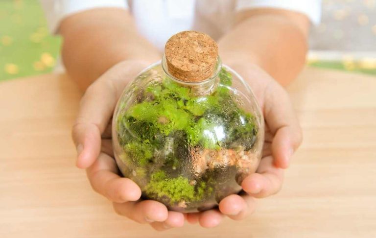 15 Gorgeous Closed Terrarium Plants That Will Thrive In High Humidity ...