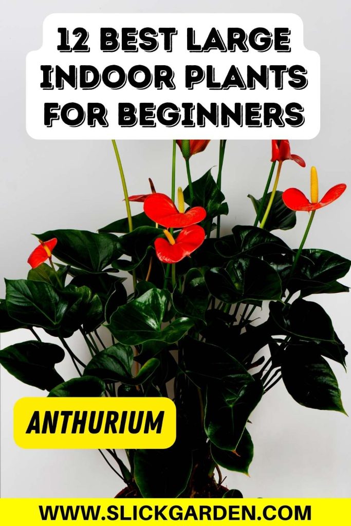 12 Best Large Indoor Plants For Beginners – Slick Garden
