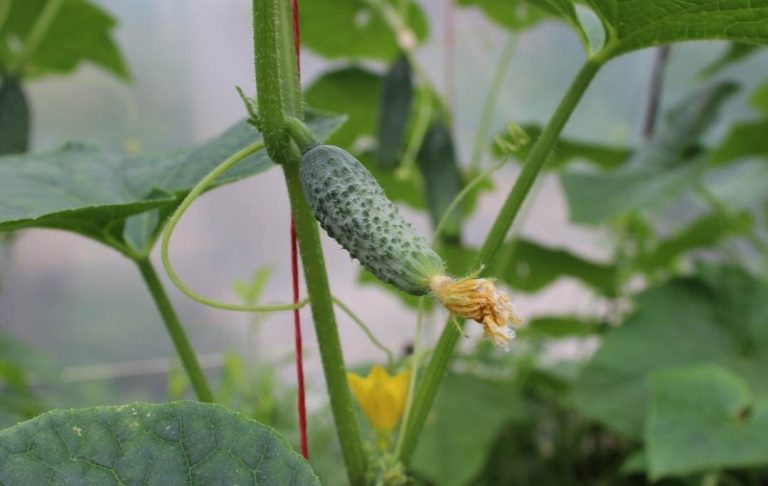 Tips For Growing Cucumbers In Containers – Slick Garden