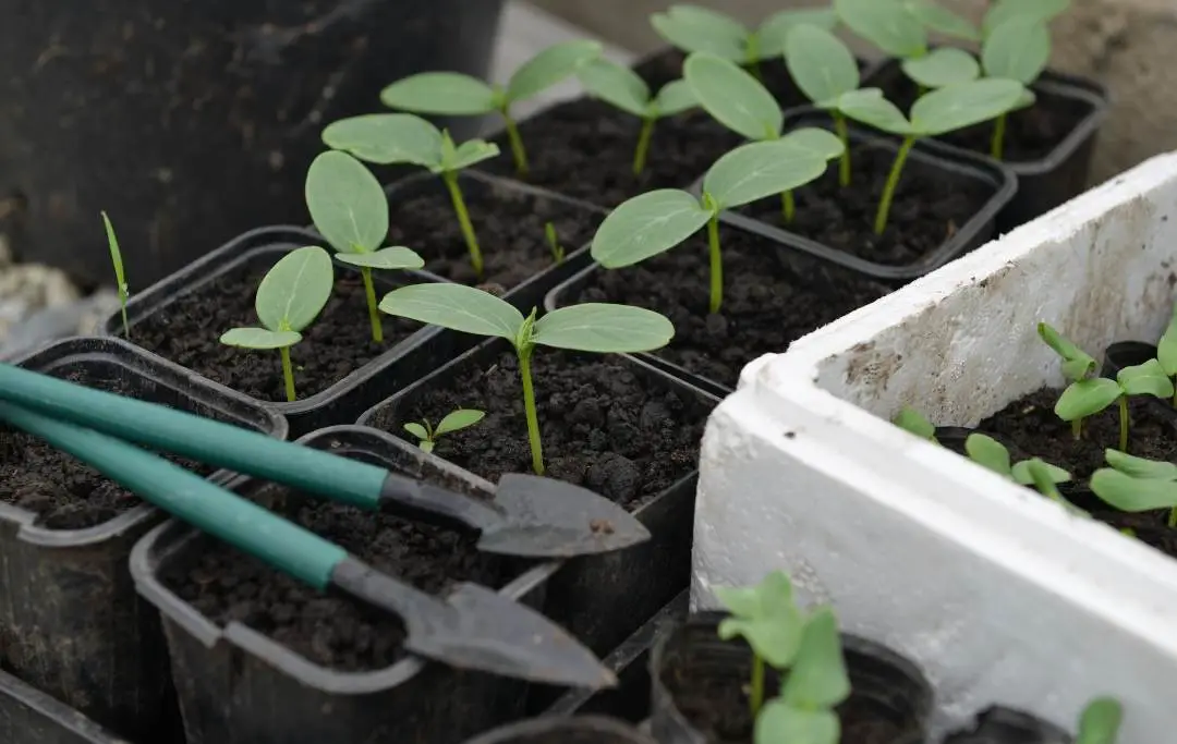 Tips For Growing Cucumbers In Containers – Slick Garden