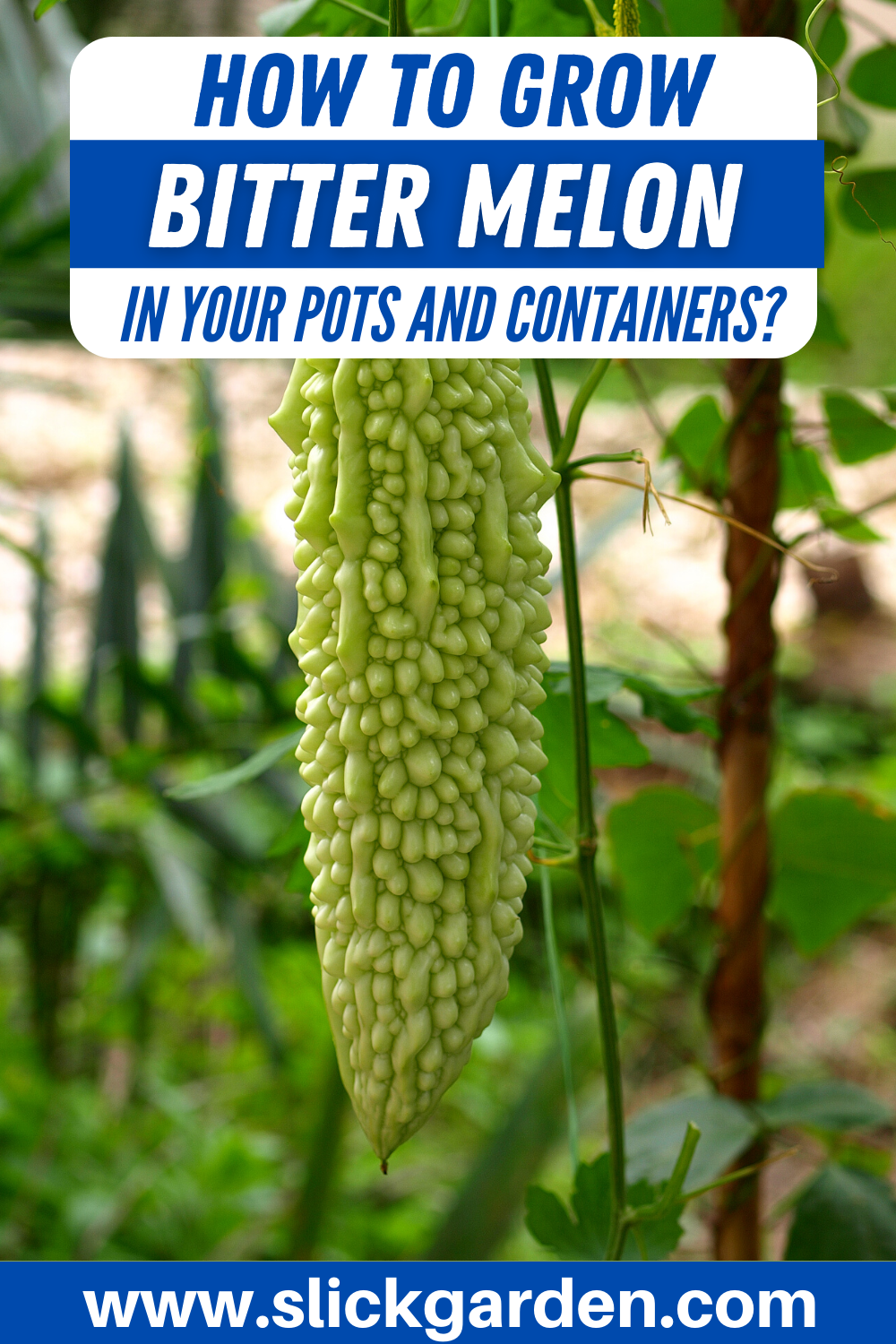 How To Grow Bitter Melon From Seeds? – Slick Garden