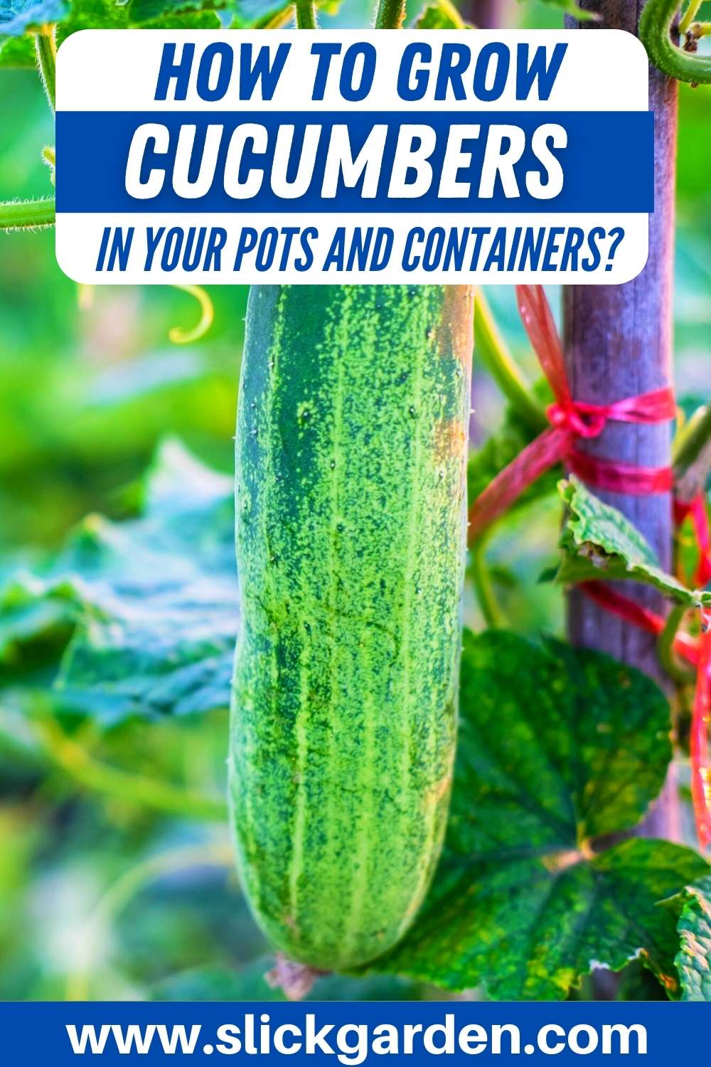 Tips For Growing Cucumbers In Containers – Slick Garden