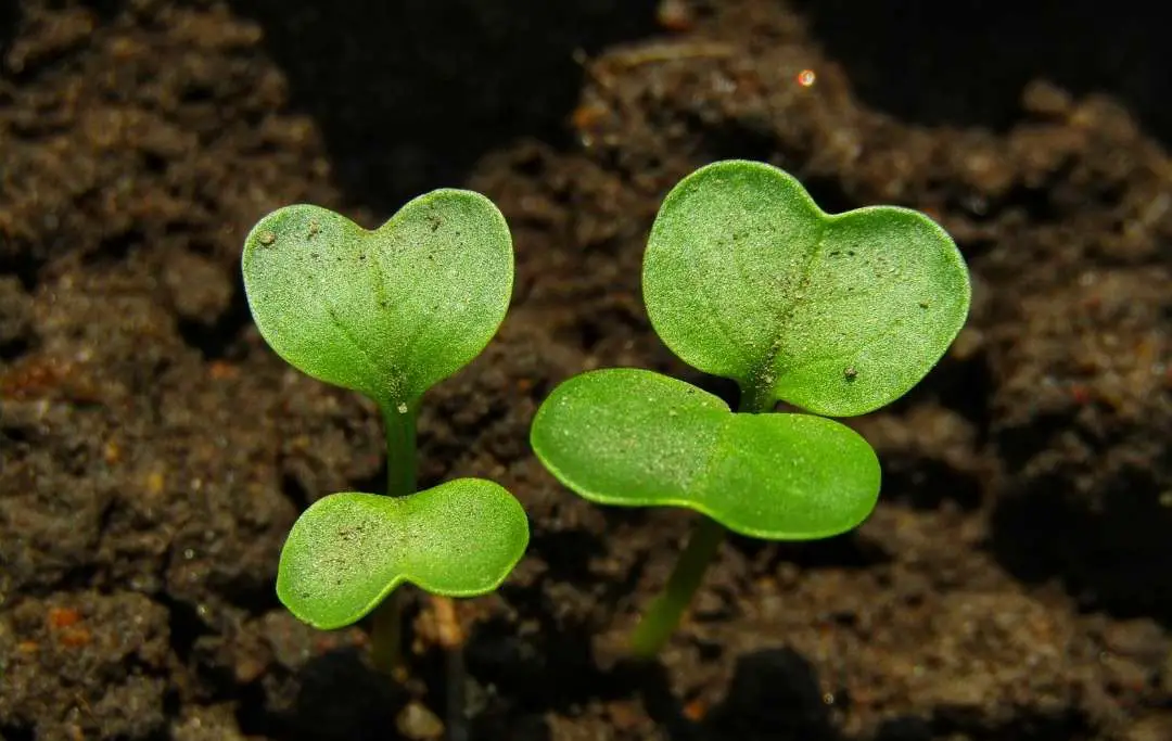 Grow Daikon In Container – Slick Garden
