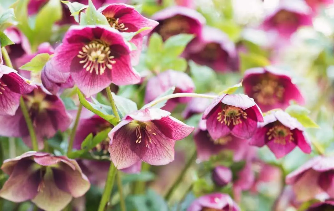 20 Shade-Loving Flowering Plants – Slick Garden