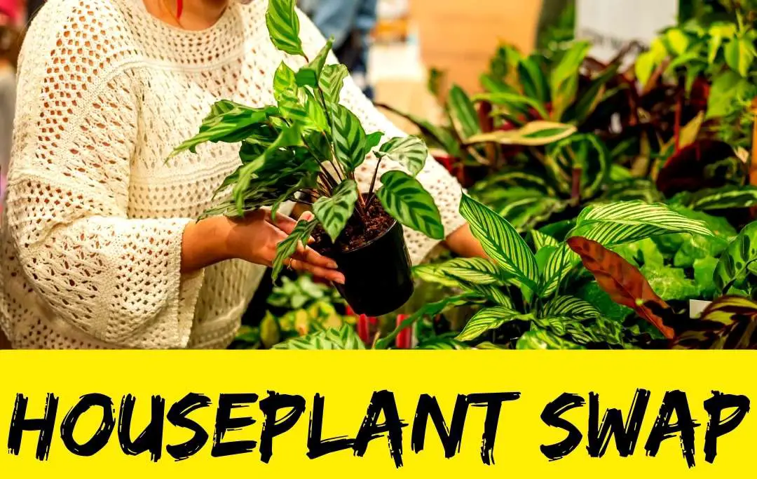 Houseplant Swap – Everything You Need To Know – Slick Garden