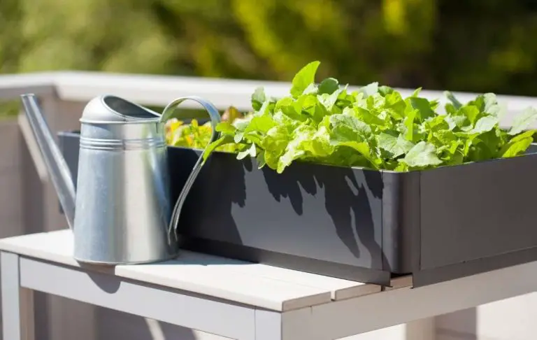 What Plants Can Grow In 3 Inches Of Soil? – Slick Garden