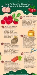 Grow Lingonberry In Containers – Slick Garden