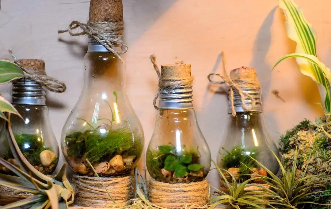 How To Make A Closed Terrarium With Animals? – Slick Garden