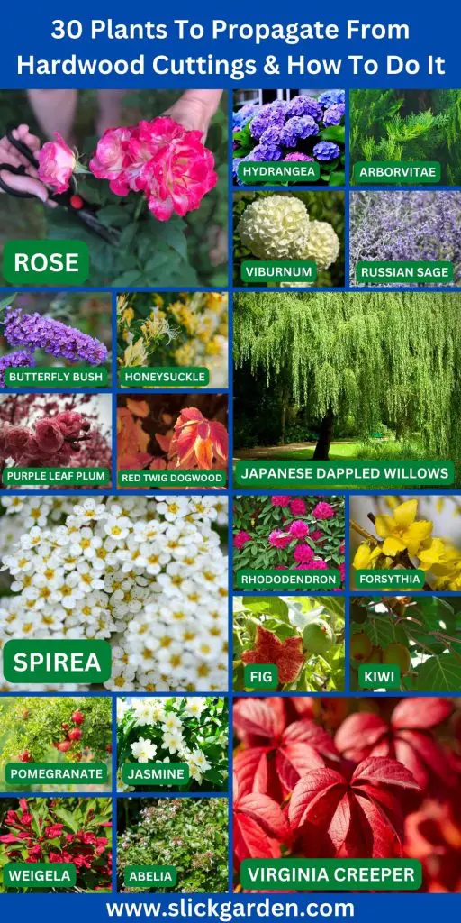 30 Plants To Propagate From Hardwood Cuttings & How To Do It – Slick Garden