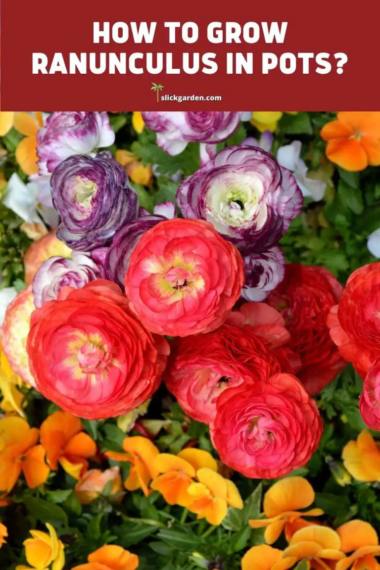 How To Grow Ranunculus In Pots? – Slick Garden