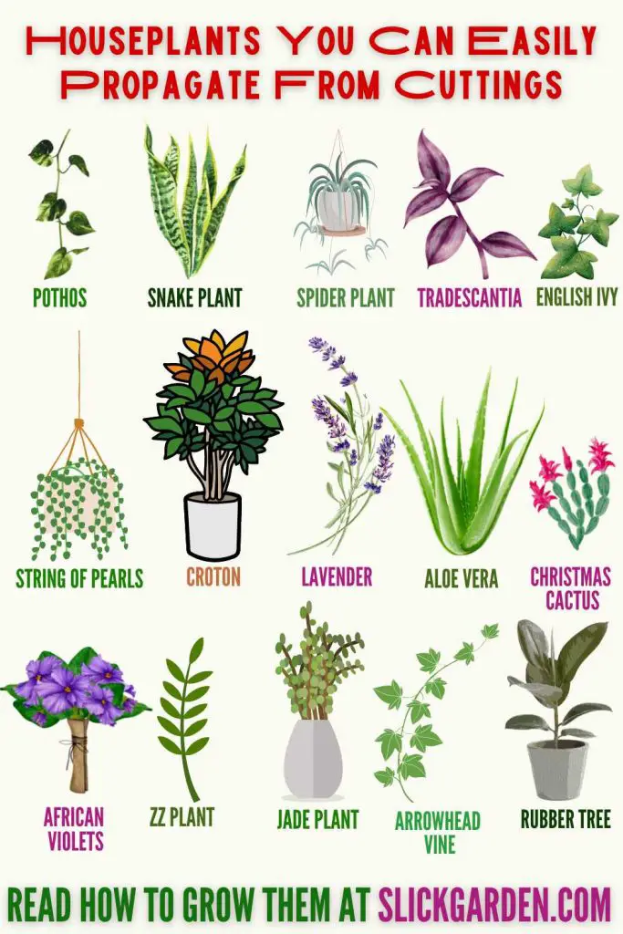 Houseplants You Can Easily Propagate From Cuttings – Slick Garden
