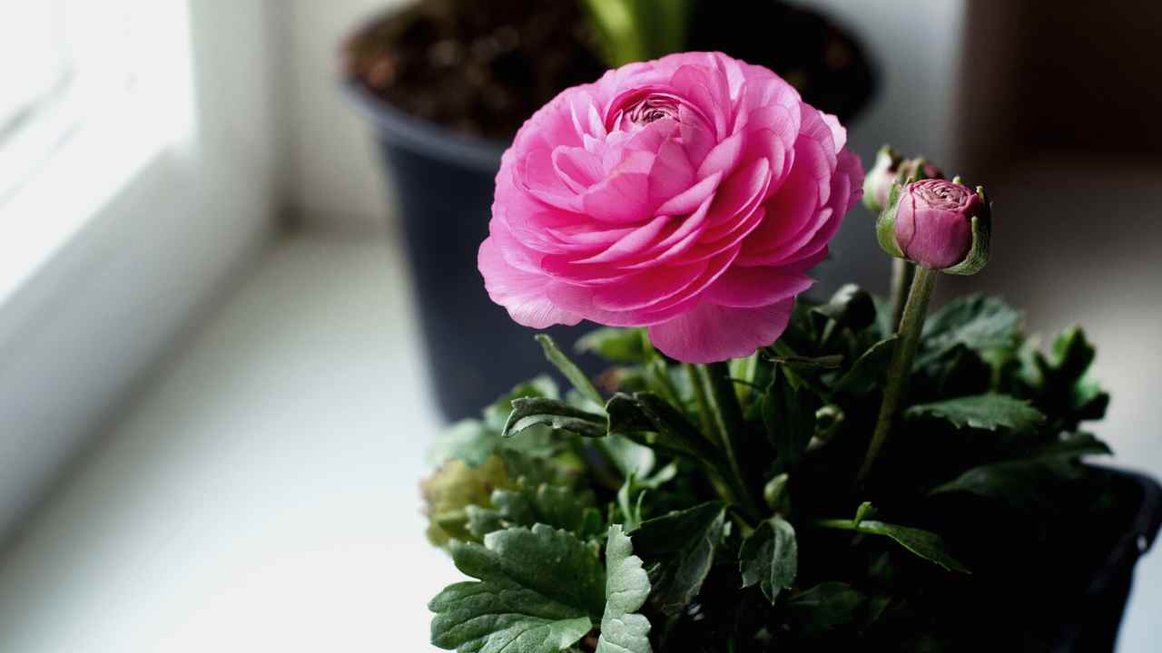 How To Grow Ranunculus In Pots? – Slick Garden