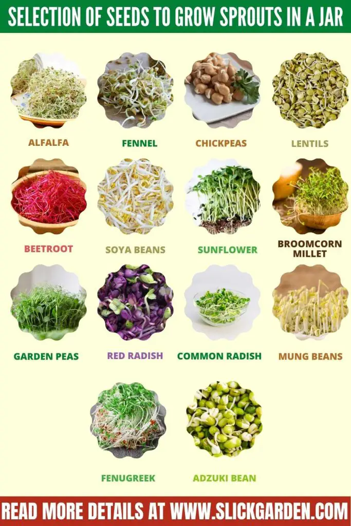 How To Grow Sprouts In A Jar? – Slick Garden