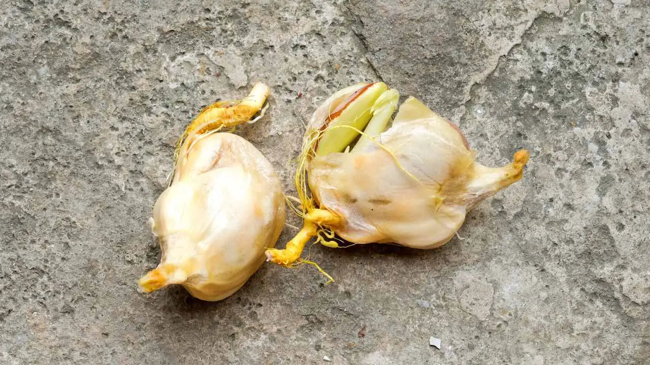 How To Grow Jackfruit From Seeds? – Slick Garden