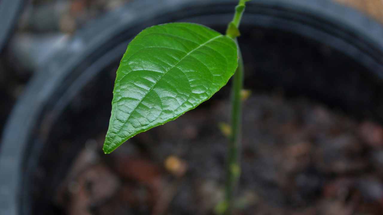 How To Grow Jackfruit From Seeds? – Slick Garden