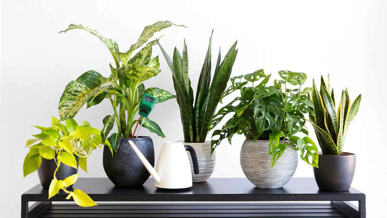 Top 18 Unkillable Indoor Plants – Slick Garden