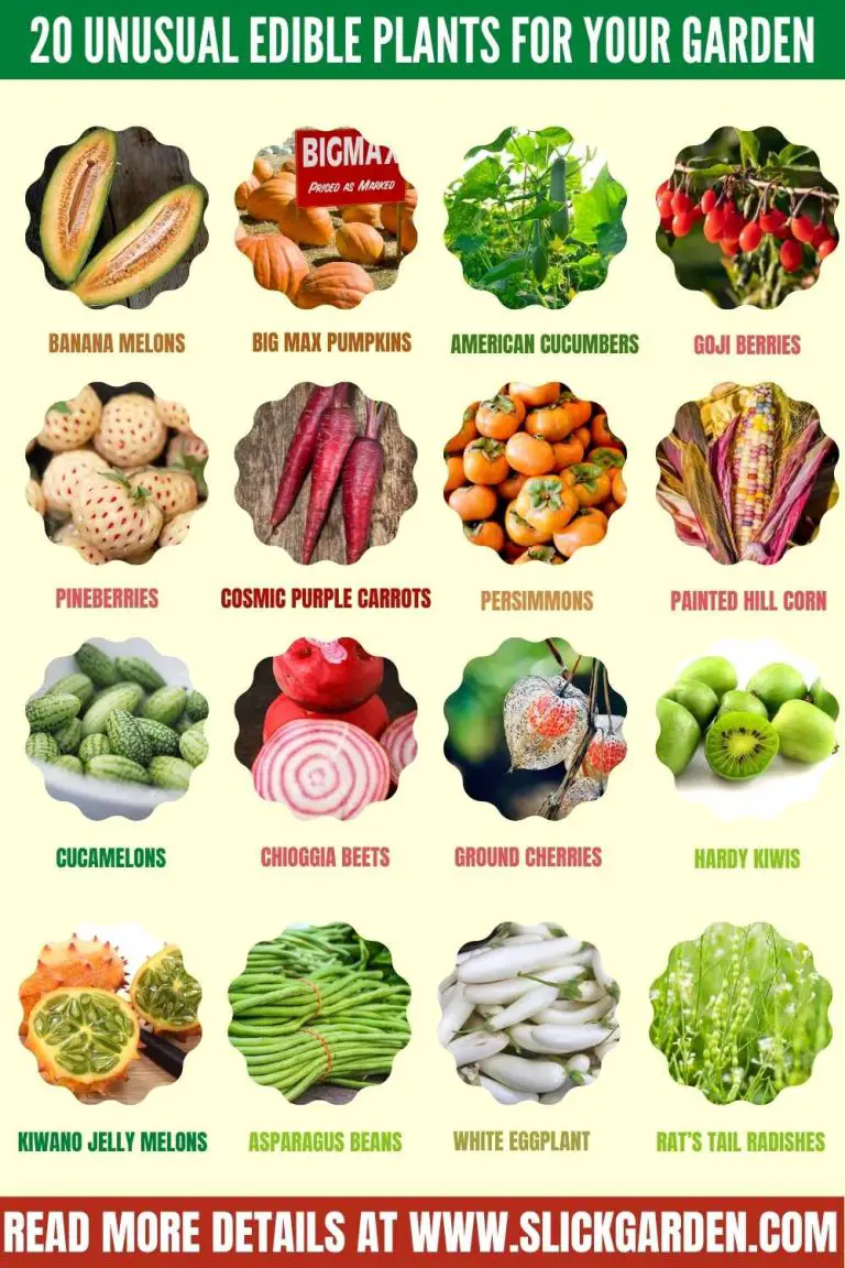 20 Unusual Edible Plants For Your Garden – Slick Garden