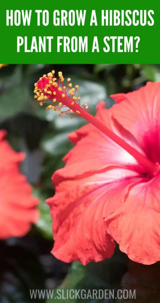 How To Grow A Hibiscus Plant From A Stem? – Slick Garden
