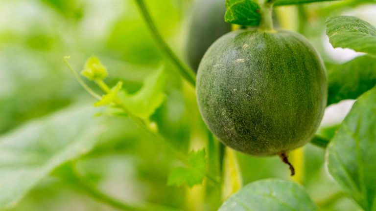 How To Grow Honeydew Melon From Seeds? – Slick Garden