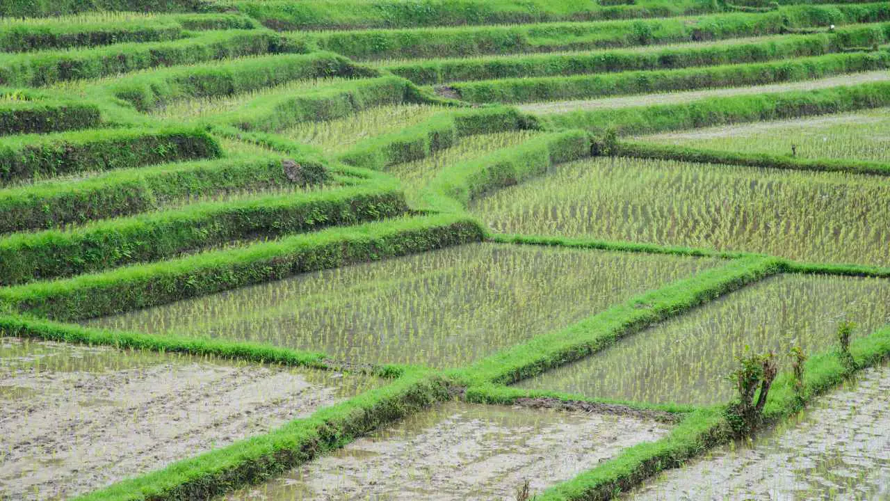 7 Gardening Tips From Native Americans For A Sustainable And Harmonious ...