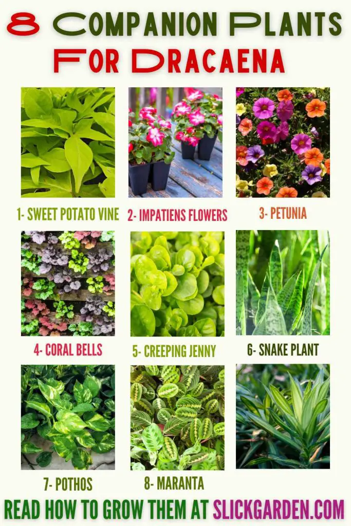 Dracaena Companion Plants Indoors – Slick Garden