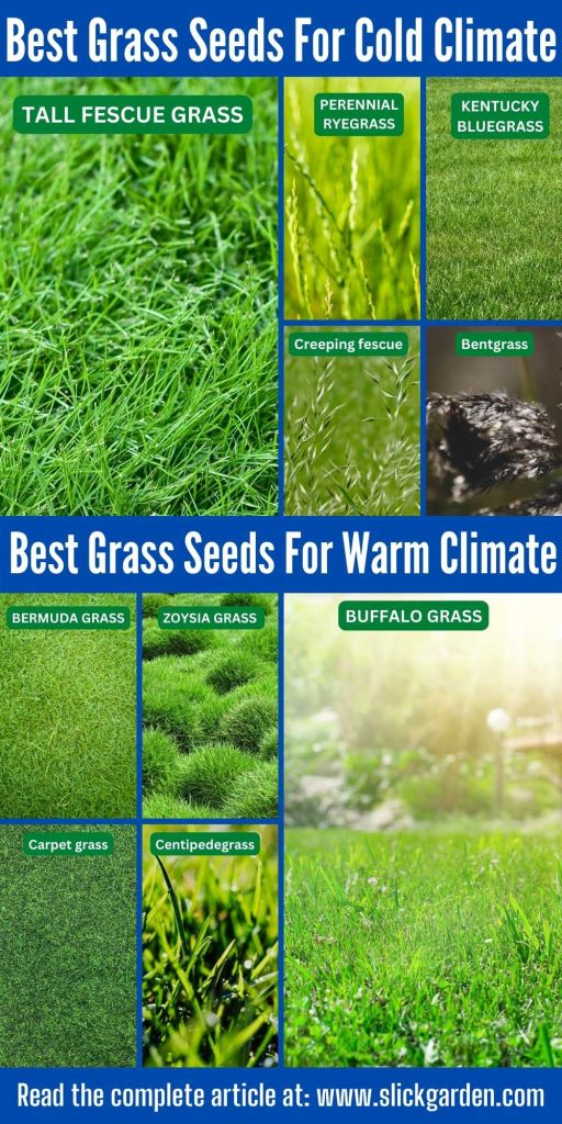 How To Grow Grass Fast And Cheap (In The Lawn)? – Slick Garden