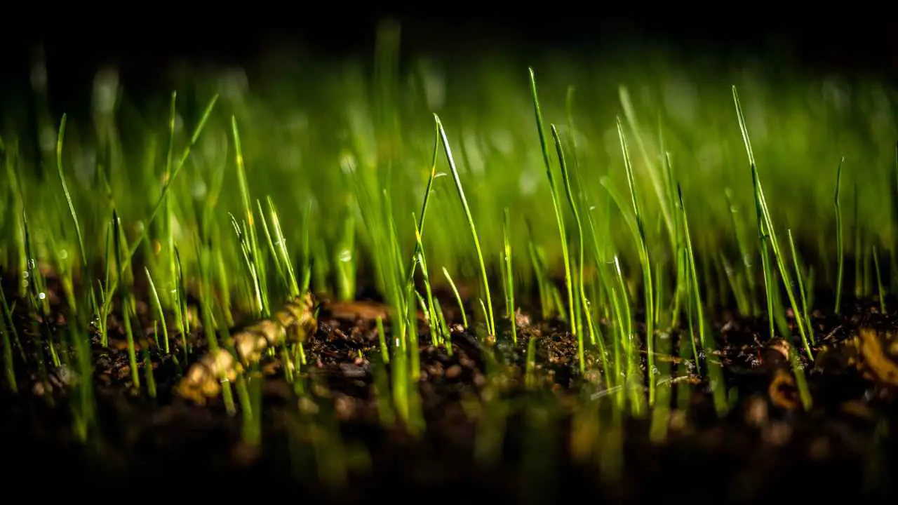 How To Grow Grass Fast And Cheap (In The Lawn)? – Slick Garden