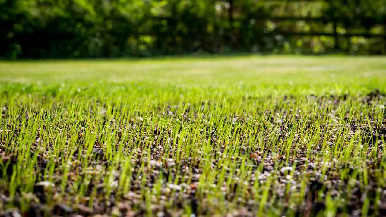 How To Grow Grass Fast And Cheap (In The Lawn)? – Slick Garden