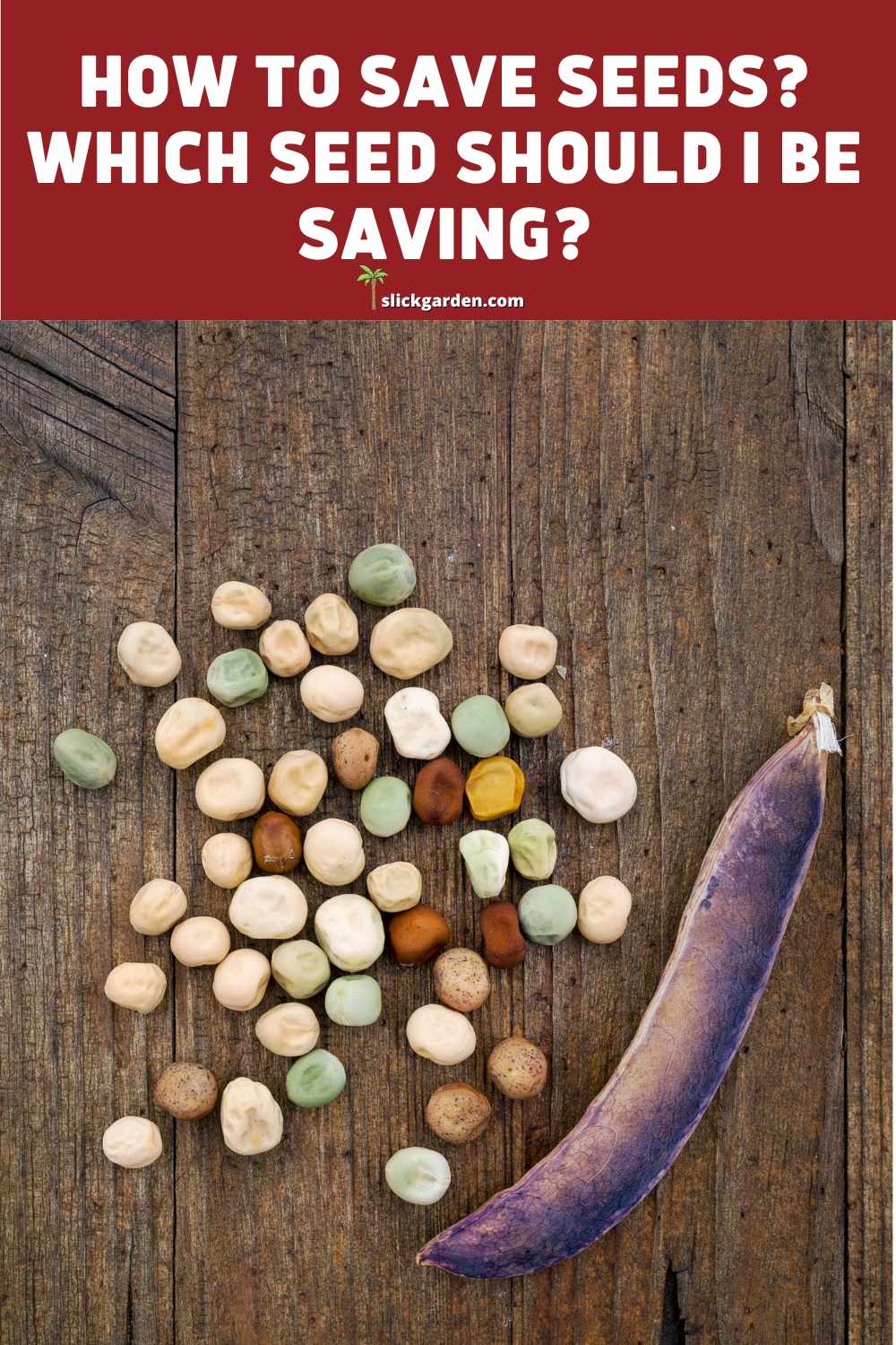 How To Save Seeds? – Slick Garden