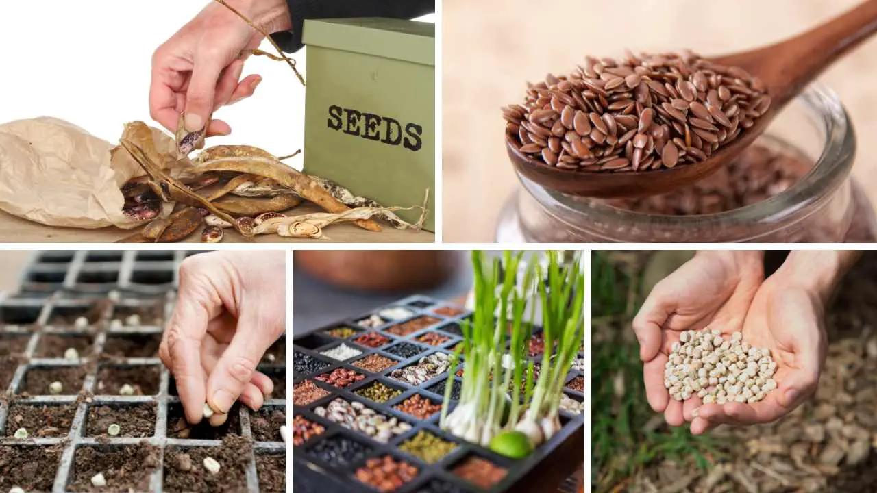 How To Save Seeds? – Slick Garden