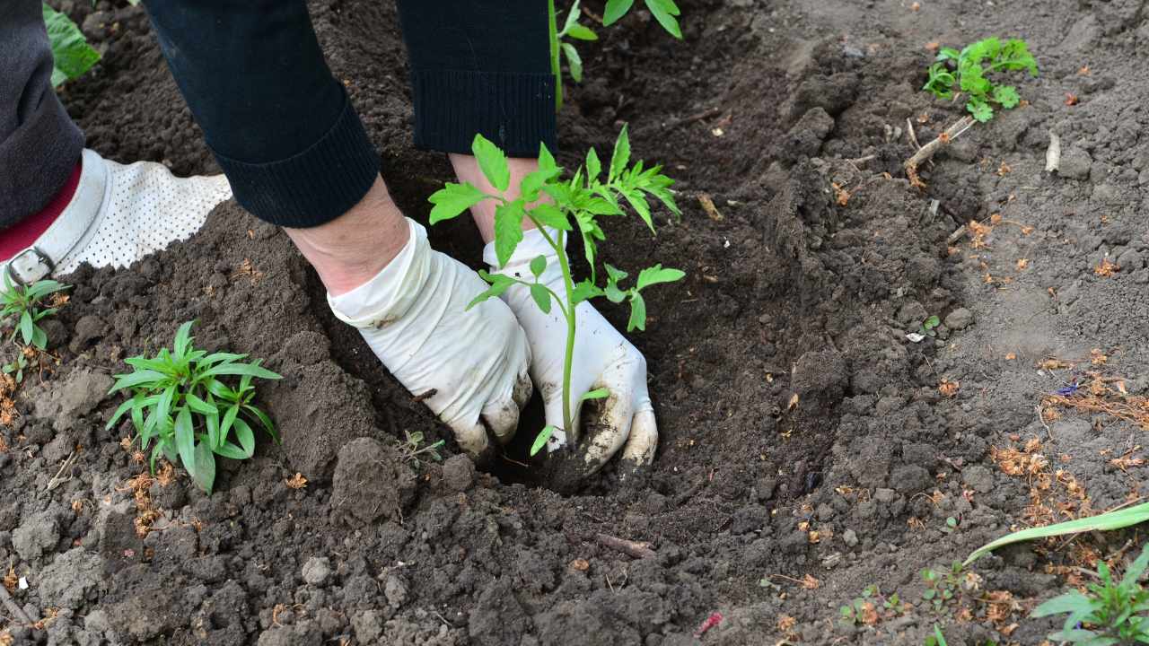 How To Plant Tomatoes In Ground? – Slick Garden