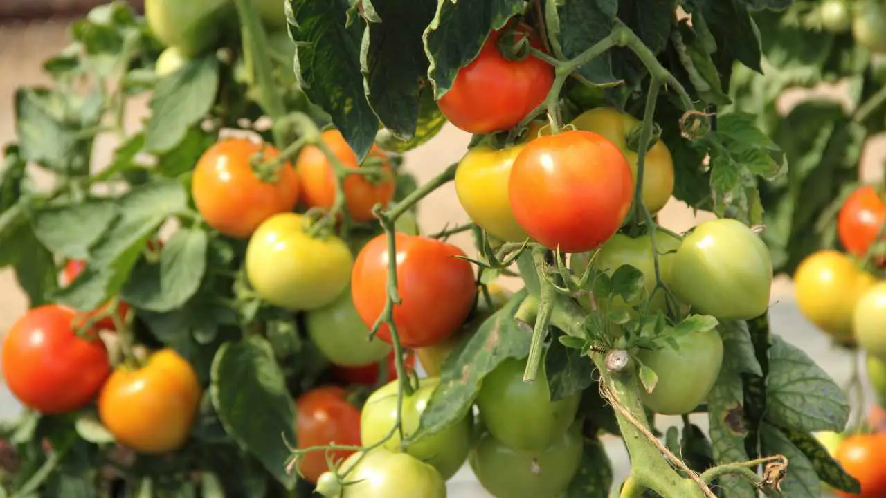 How To Plant Tomatoes In Ground? – Slick Garden