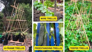 Trellis For Cucumbers In Pots – Slick Garden