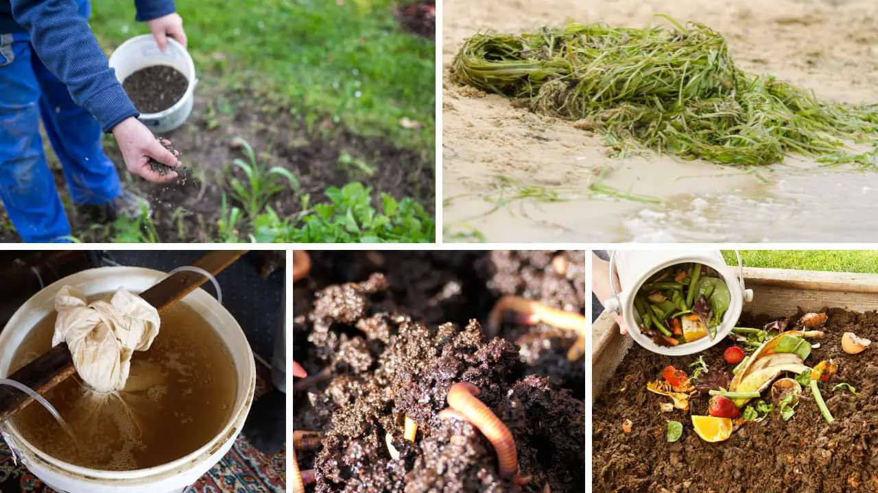 10 Magical And Organic Fertilizers For Your Vegetable Garden – Slick Garden