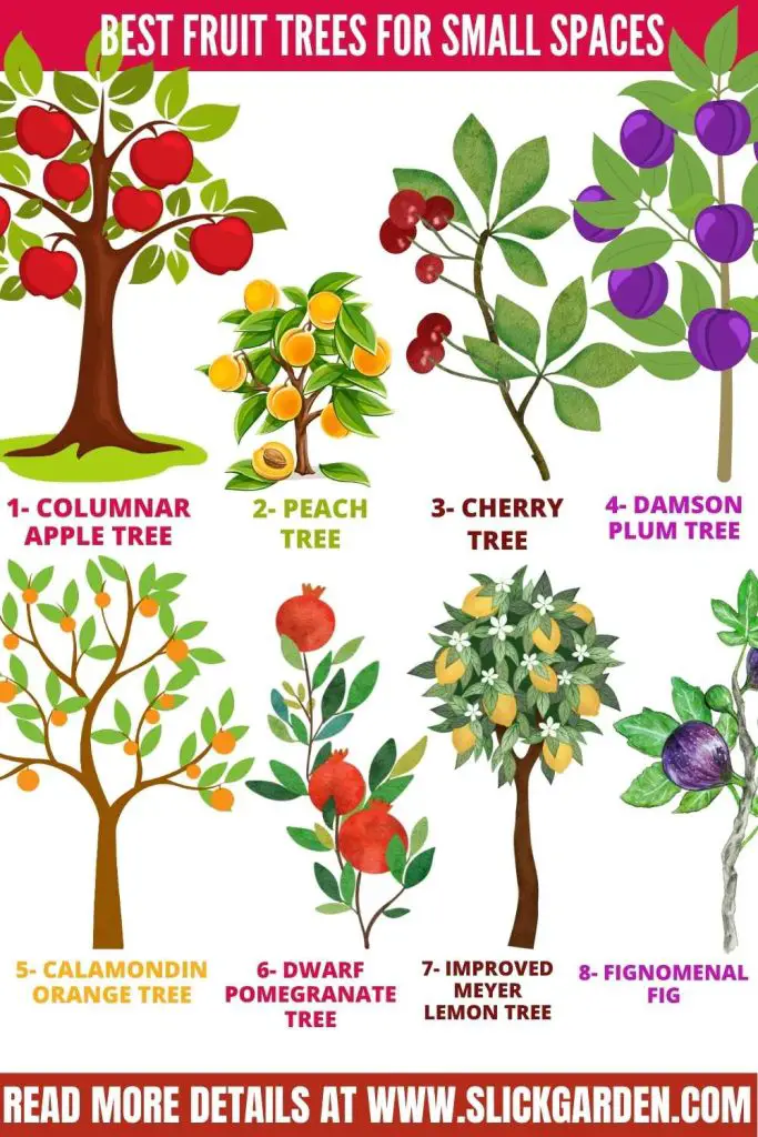 Best Fruit Trees For Small Spaces – Slick Garden