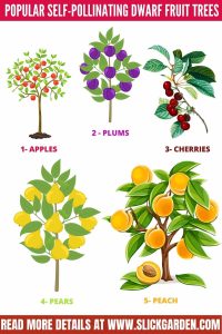 Self-Pollinating Dwarf Fruit Trees – Slick Garden