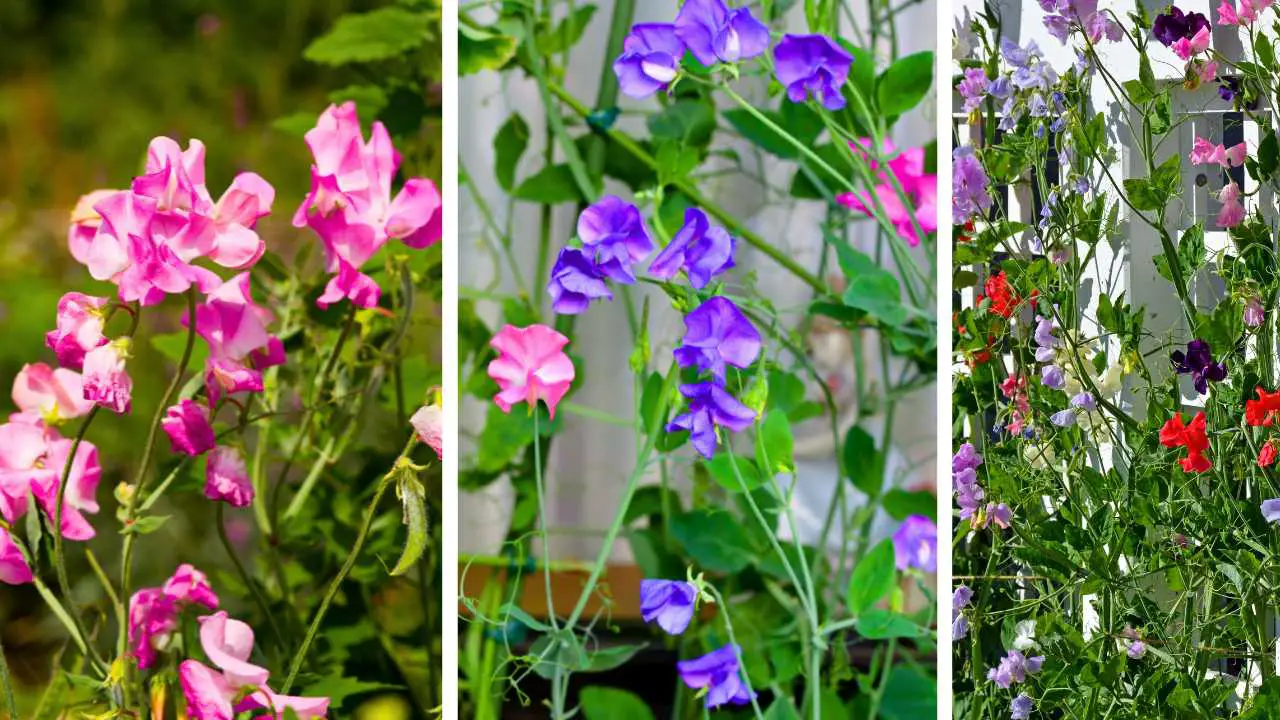 Growing Sweet Peas In Pots – Slick Garden