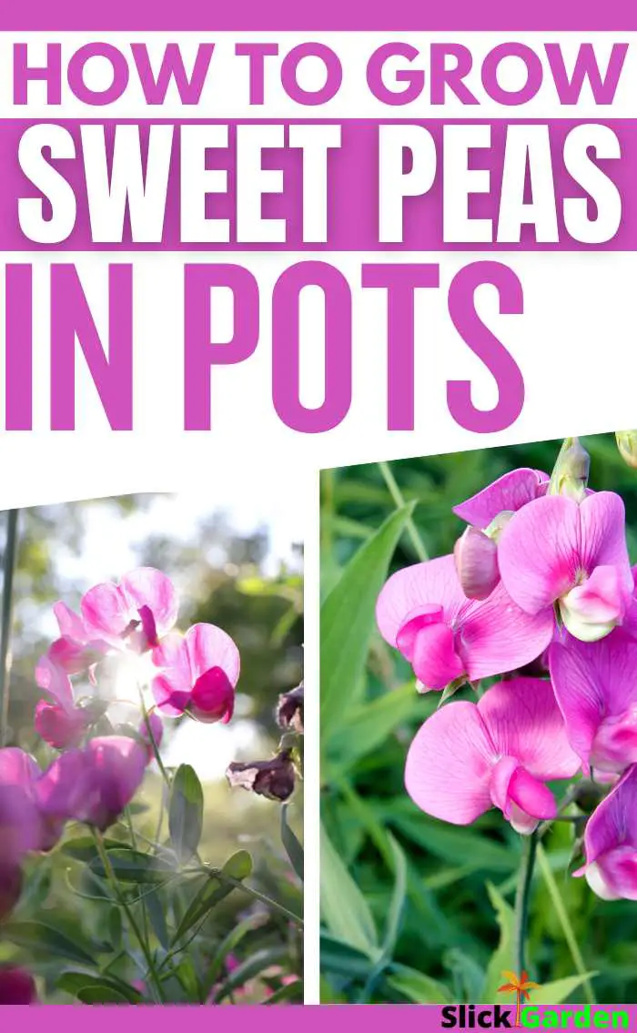 Growing Sweet Peas In Pots – Slick Garden