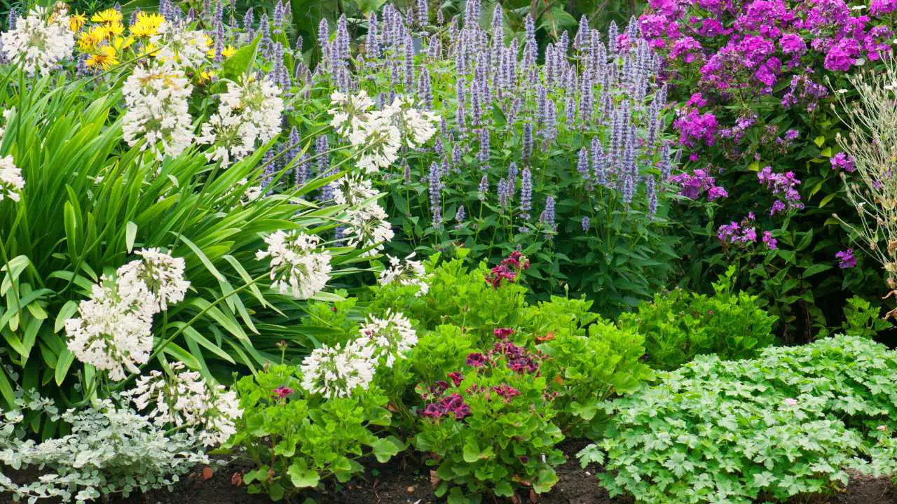 Perennial Plants For South-Facing Garden – Slick Garden Perennial Plants For South-Facing Garden – Slick Garden