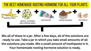 The Best Homemade Rooting Hormone For All Your Plants – Slick Garden