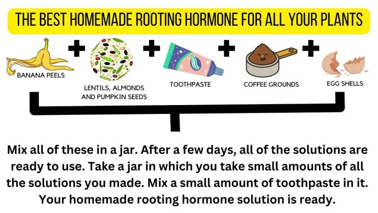 The Best Homemade Rooting Hormone For All Your Plants – Slick Garden