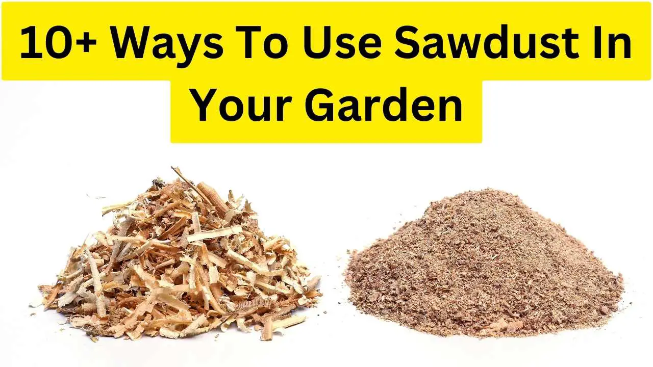 Sawdust: The Ultimate Garden Hack (10+ Ways To Use Sawdust In Your ... Sawdust: The Ultimate Garden Hack (10+ Ways To Use Sawdust In Your ...