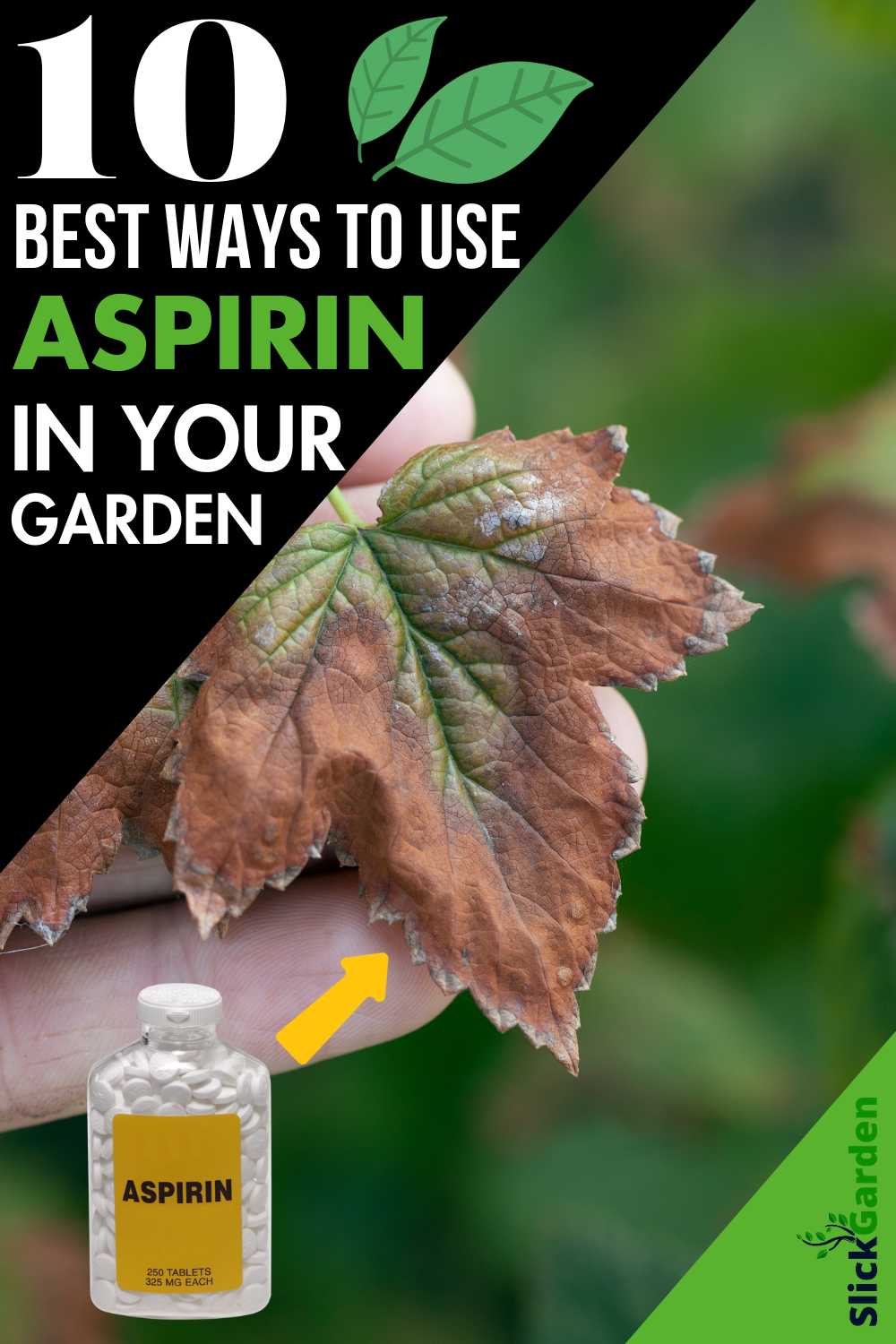 Aspirin: The Miracle For Your Garden You Never Knew About – Slick Garden