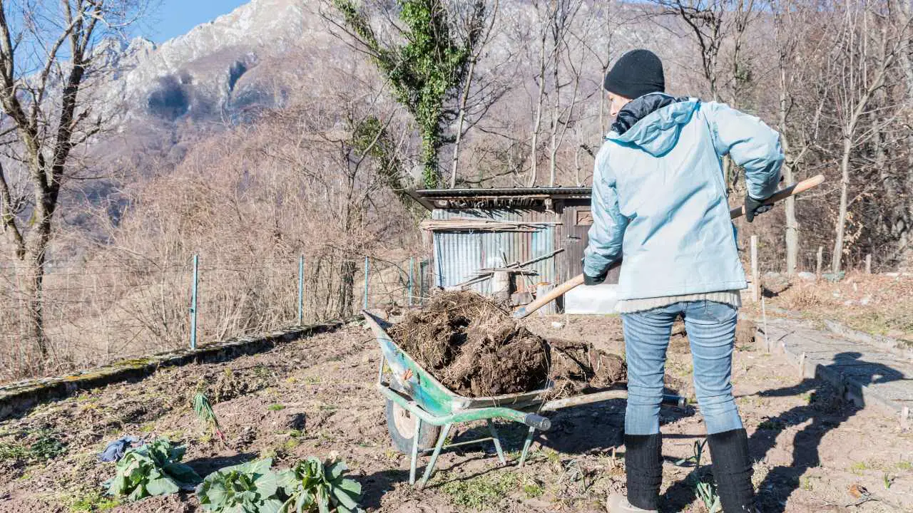 Every Thing You Need To About Cow Manure In Your Garden – Slick Garden