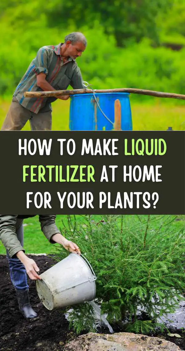 How To Make Liquid Fertilizer At Home For Your Plants? – Slick Garden